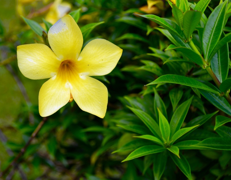 Apia, Samoa Cruise Port - Cruiseline.com