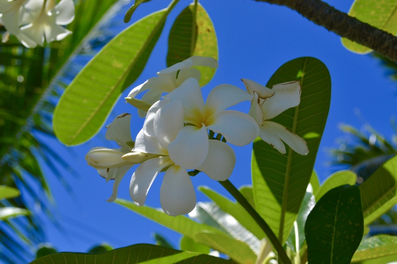 Apia, Samoa Cruise Port - Cruiseline.com