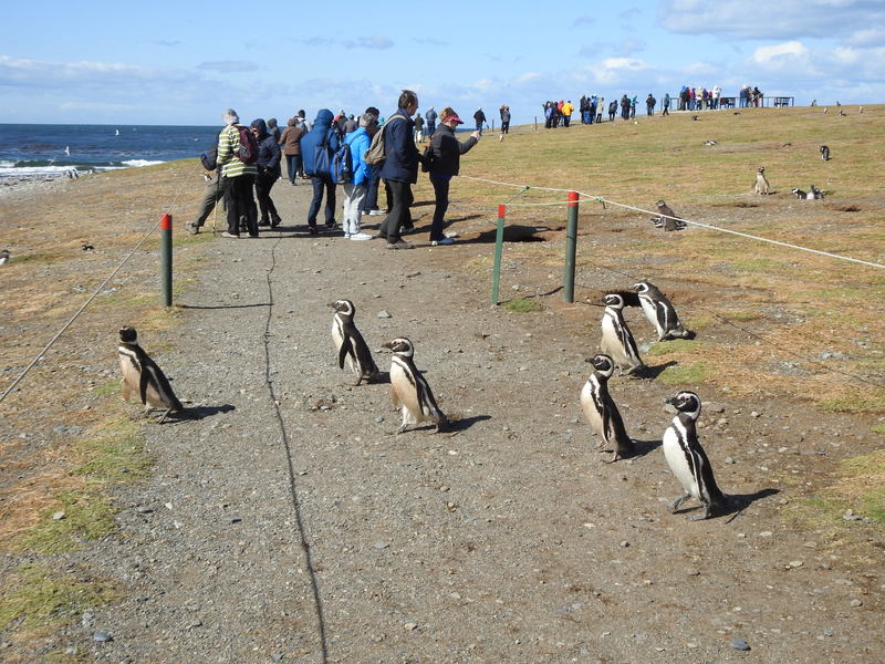 Punta Arenas, Chile Cruise Port - Cruiseline.com
